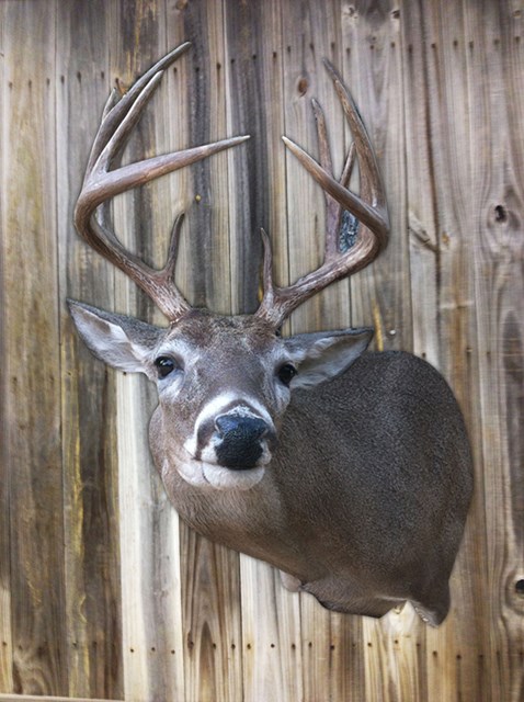 Gallery - Texas Country Critters