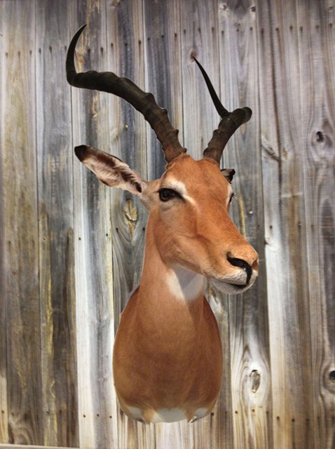 Gallery - Texas Country Critters