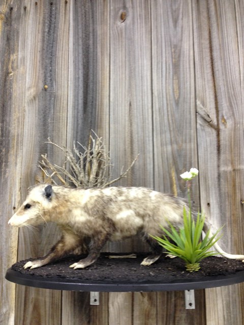 Gallery - Texas Country Critters