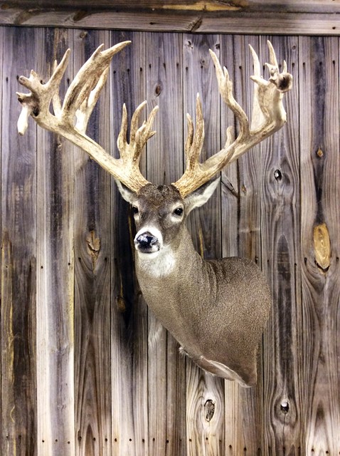 Gallery - Texas Country Critters