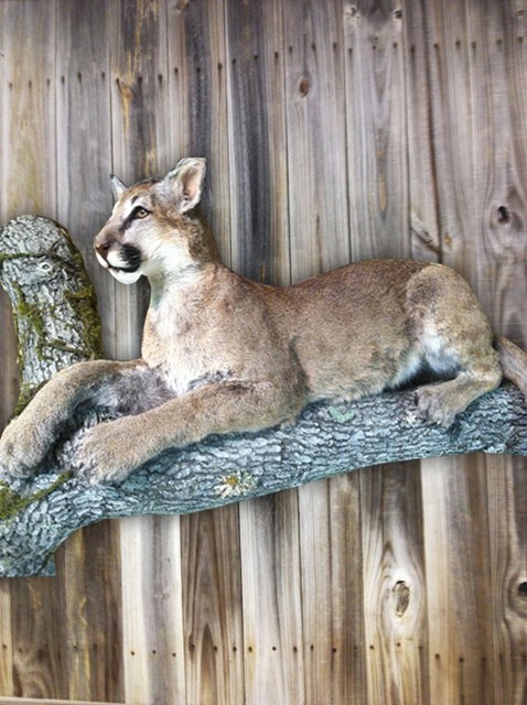 Gallery - Texas Country Critters