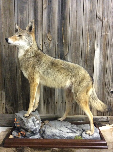 Gallery - Texas Country Critters