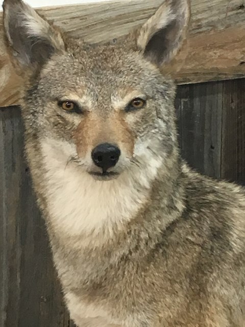 Gallery - Texas Country Critters