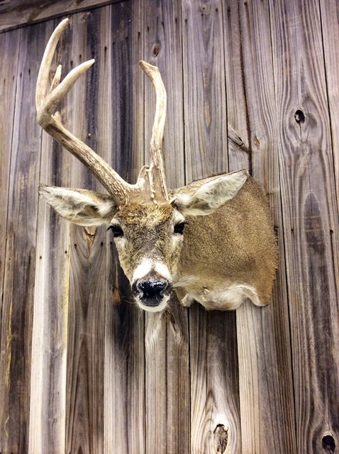 Gallery - Texas Country Critters