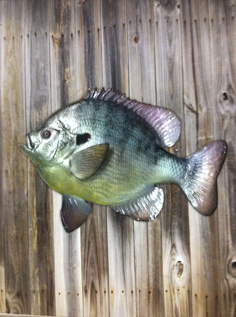 Gallery - Texas Country Critters